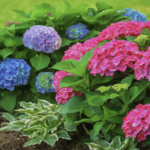 What to Plant with Hydrangeas? 21 Ideas » Comfy Ideas