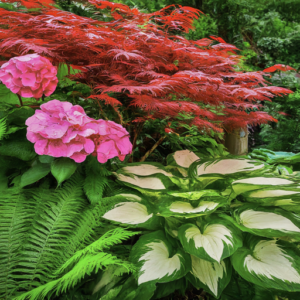 What to Plant with Hydrangeas? 21 Ideas » ComfyIdeas.com