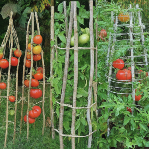 25 Diy Tomato Cage Ideas » ComfyIdeas.com
