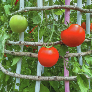 25 Diy Tomato Cage Ideas » ComfyIdeas.com