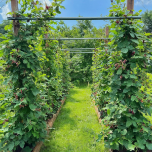 25 Blackberry Trellis Ideas » Comfy Ideas