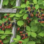 25 Blackberry Trellis Ideas » Comfy Ideas