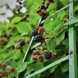 25 Blackberry Trellis Ideas » Comfy Ideas