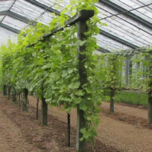 16 Grape Vine Trellis Ideas » Comfy Ideas