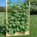 15 Best Cucumber Trellis Ideas » Comfy Ideas