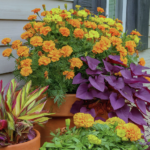 21 Full Sun Container Plants Ideas » Comfy Ideas