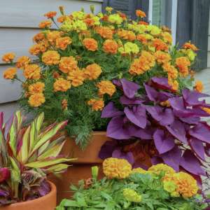 21 Full Sun Container Plants Ideas » Comfy Ideas