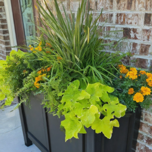 21 Full Sun Container Plants Ideas » Comfy Ideas