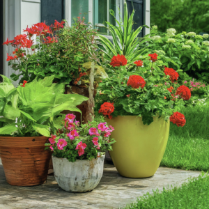 21 Full Sun Container Plants Ideas » Comfy Ideas