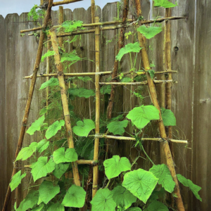 15 Best Cucumber Trellis Ideas » Comfy Ideas