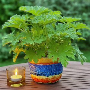 15 Citronella Plant Ideas » Comfy Ideas