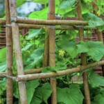 15 Best Cucumber Trellis Ideas » Comfy Ideas