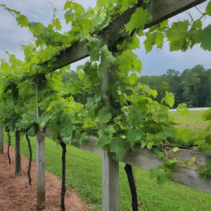 16 Grape Vine Trellis Ideas » Comfy Ideas